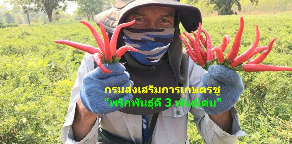 พริกพันธุ์ดี 3 พันธุ์เด่น สนใจสั่งจองได้ที่ “DOAE Marketplace” 10 ศูนย์ ...